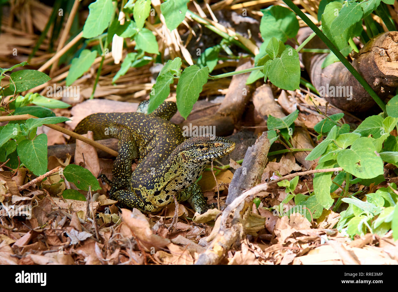 Animal varan reptile hi-res stock photography and images - Alamy