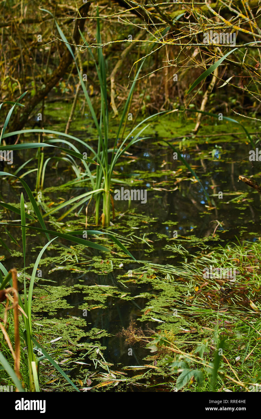 Grass like plants of wetlands hi-res stock photography and images - Alamy