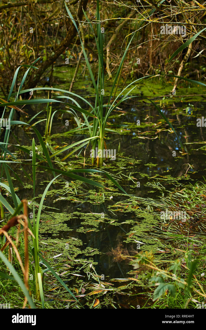 Reeds in a natural pond natural still life Stock Photo - Alamy