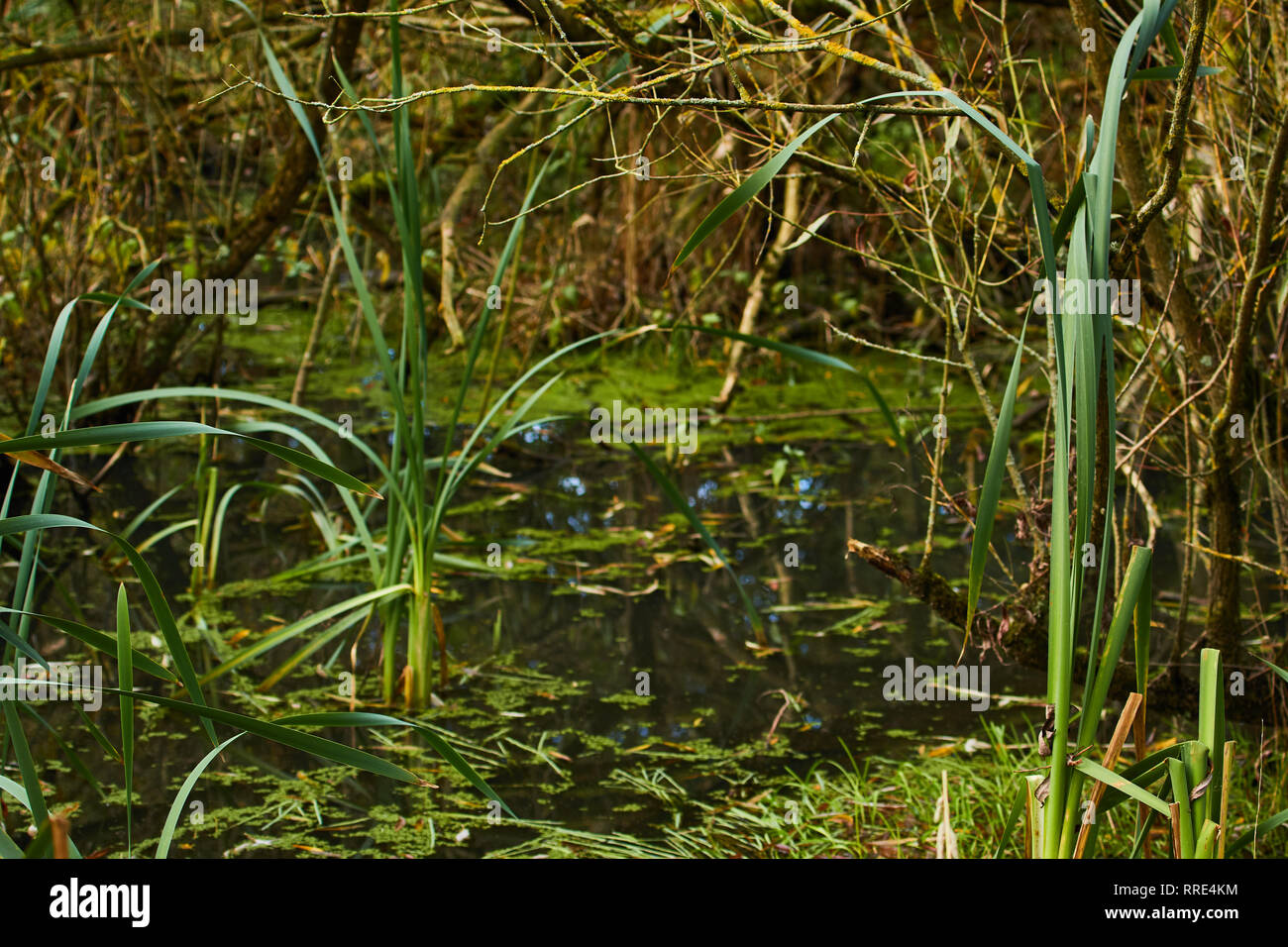 Grass like plants of wetlands hi-res stock photography and images - Alamy