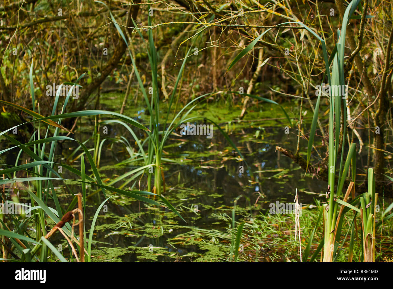 Reeds in a natural pond natural still life Stock Photo - Alamy