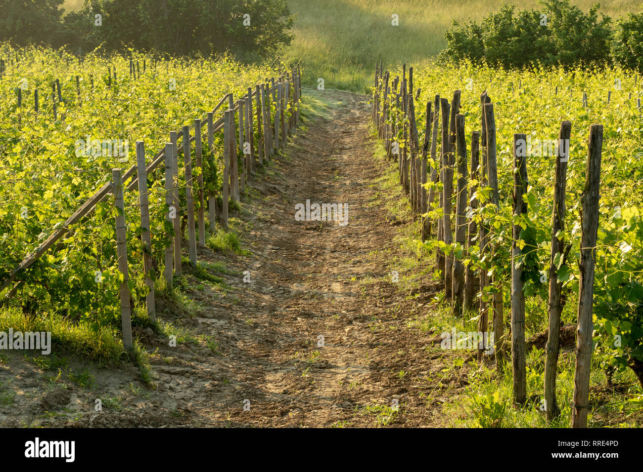Vineyard and road hi-res stock photography and images - Alamy