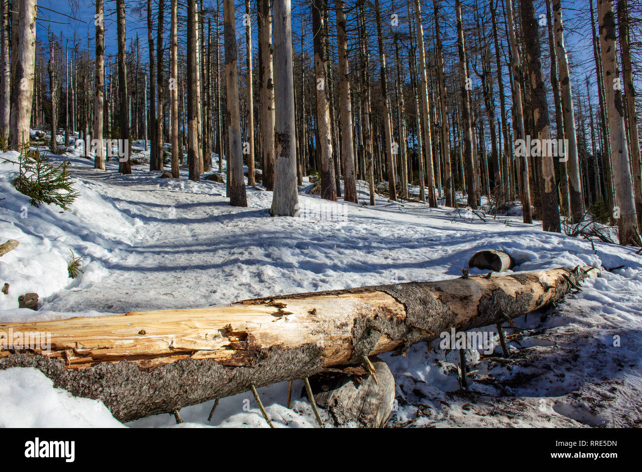 snow covered landscape in forest at Harz Mountains National Park ...
