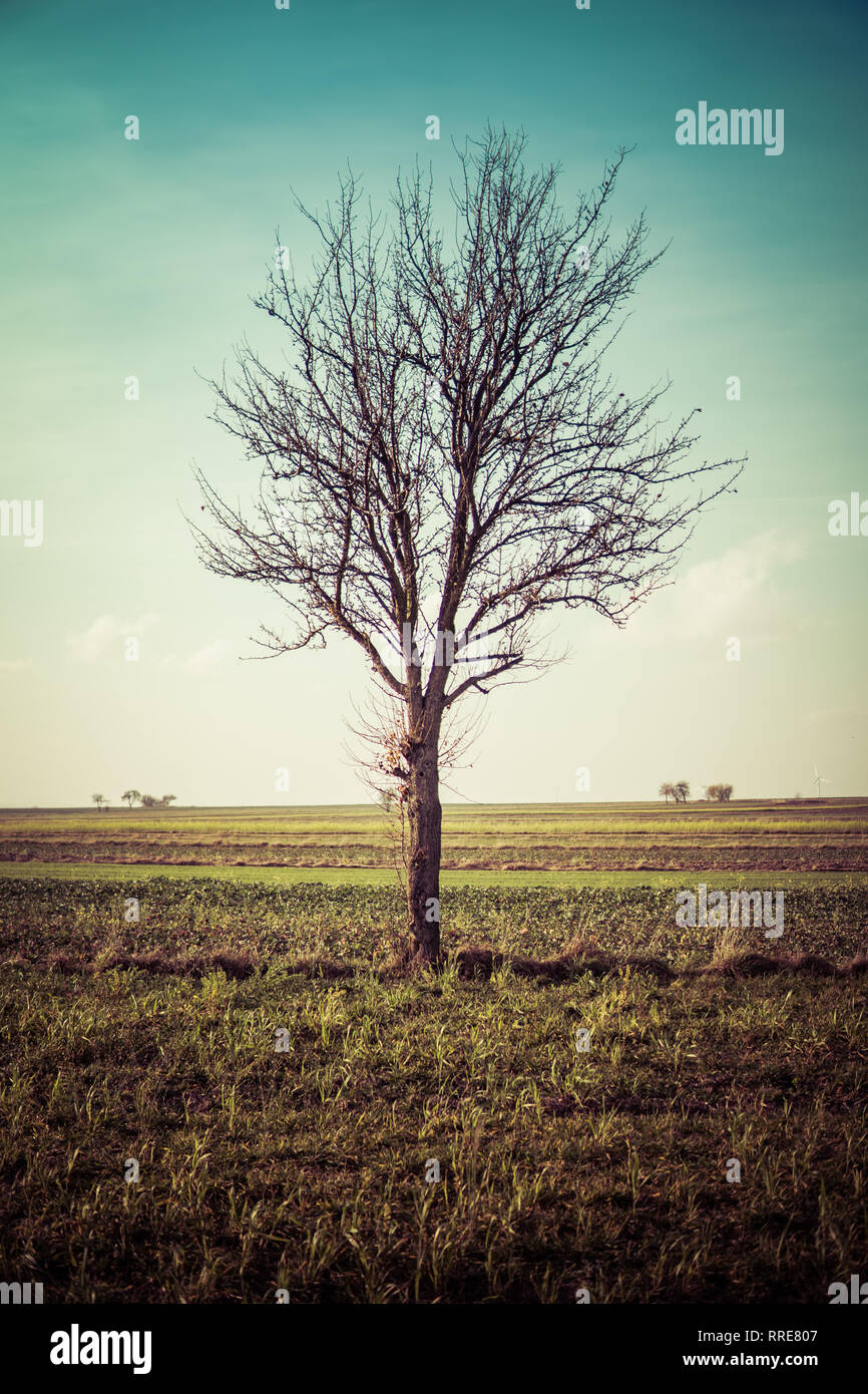 single tree growing on empty field at the autumn time Stock Photo - Alamy