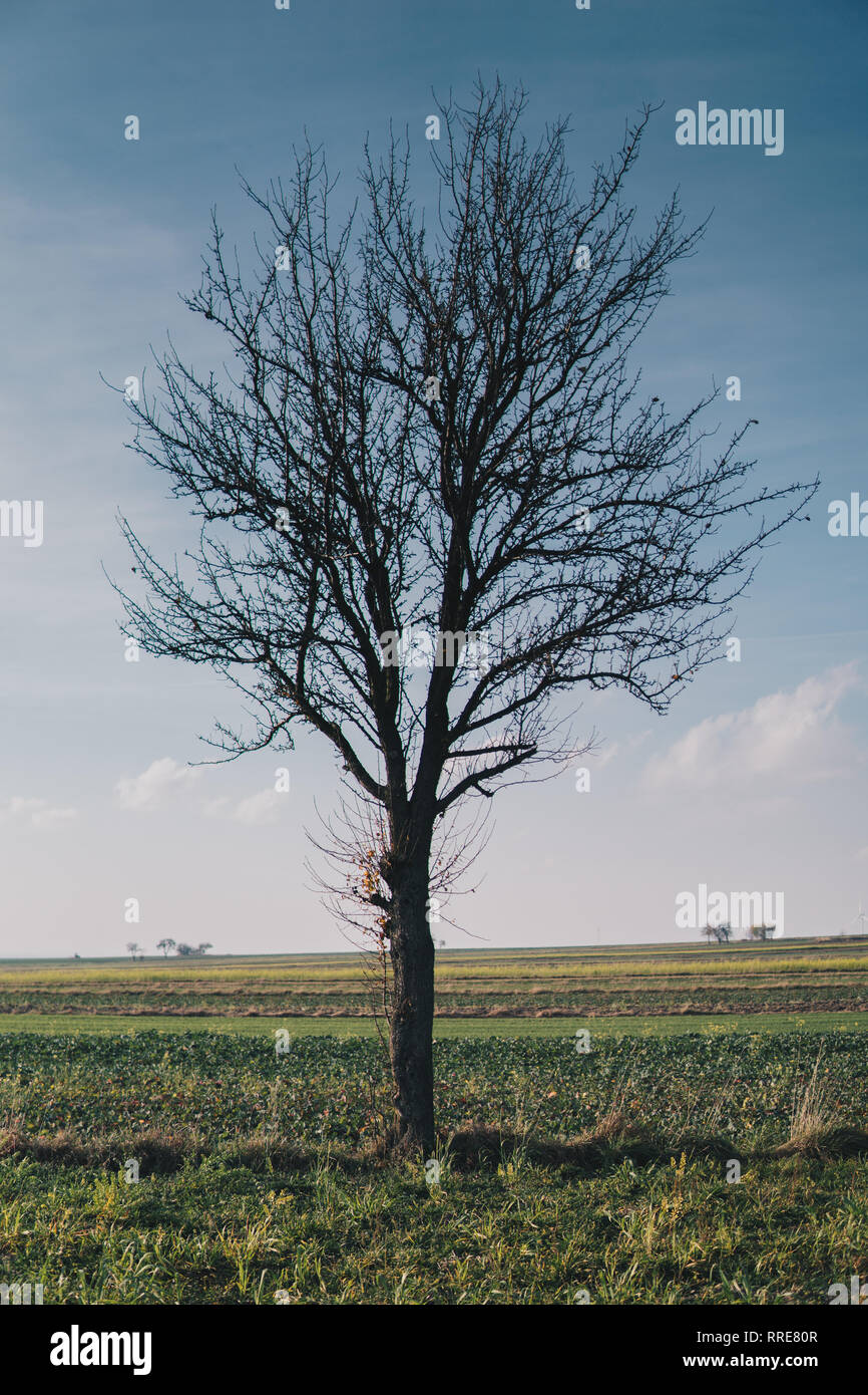 single tree growing on empty field at the autumn time Stock Photo - Alamy