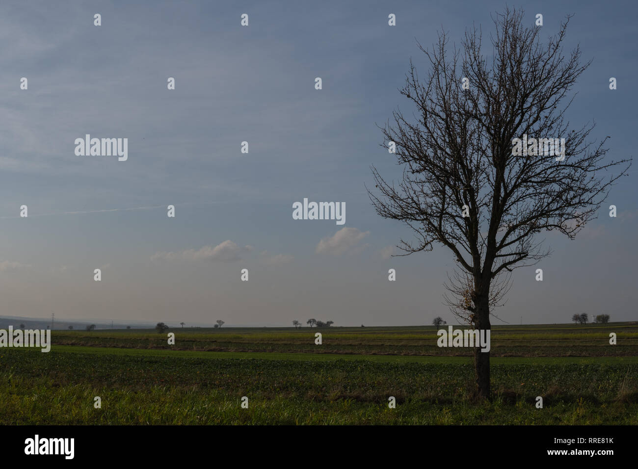 single tree growing on empty field at the autumn time Stock Photo - Alamy