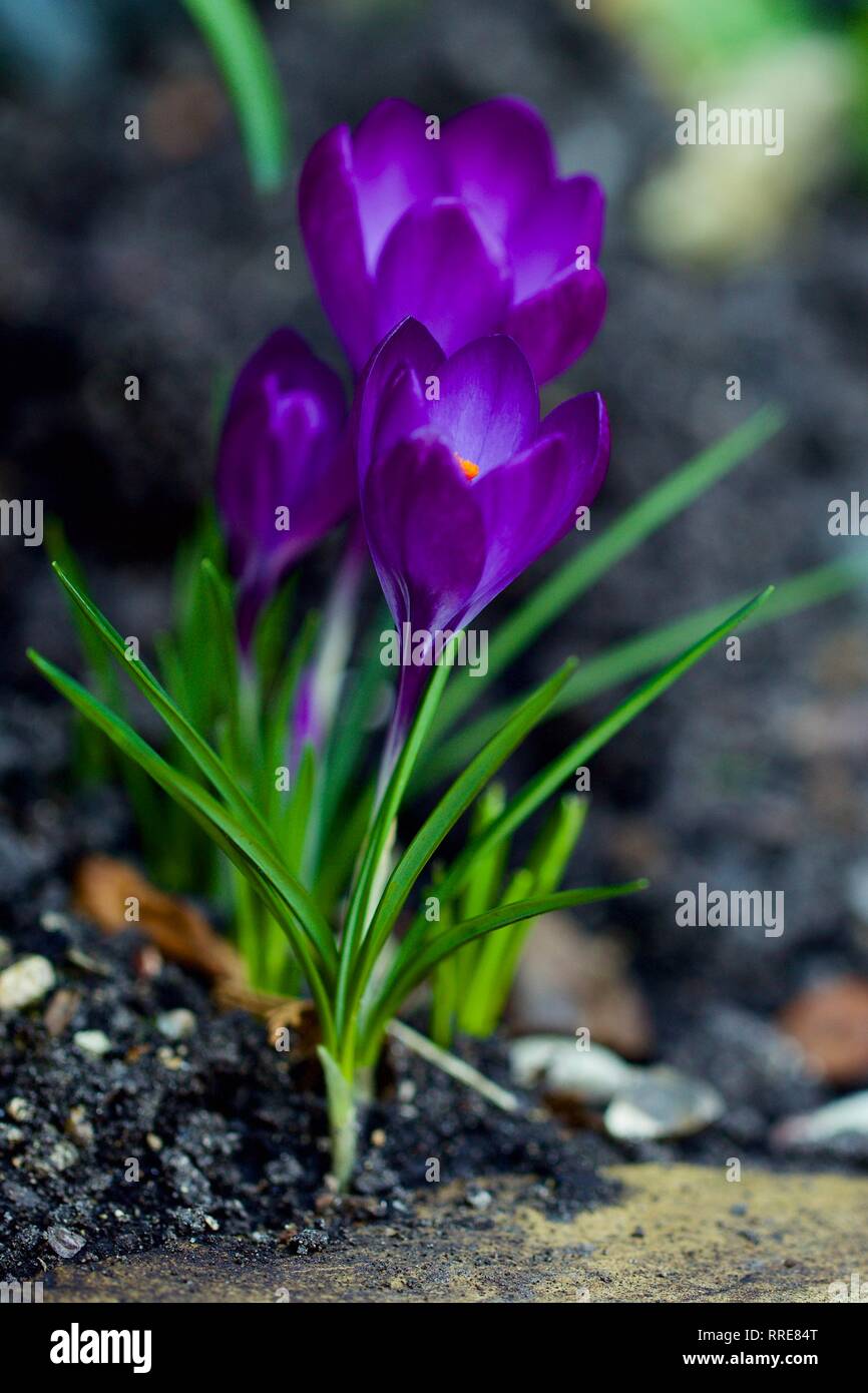 Crocus 'Ruby Giant' Stock Photo - Alamy