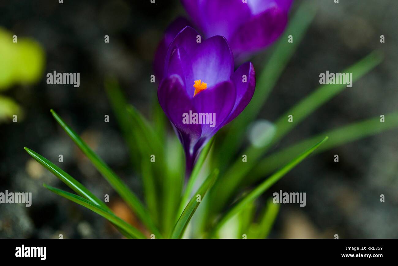 Crocus 'Ruby Giant' Stock Photo - Alamy
