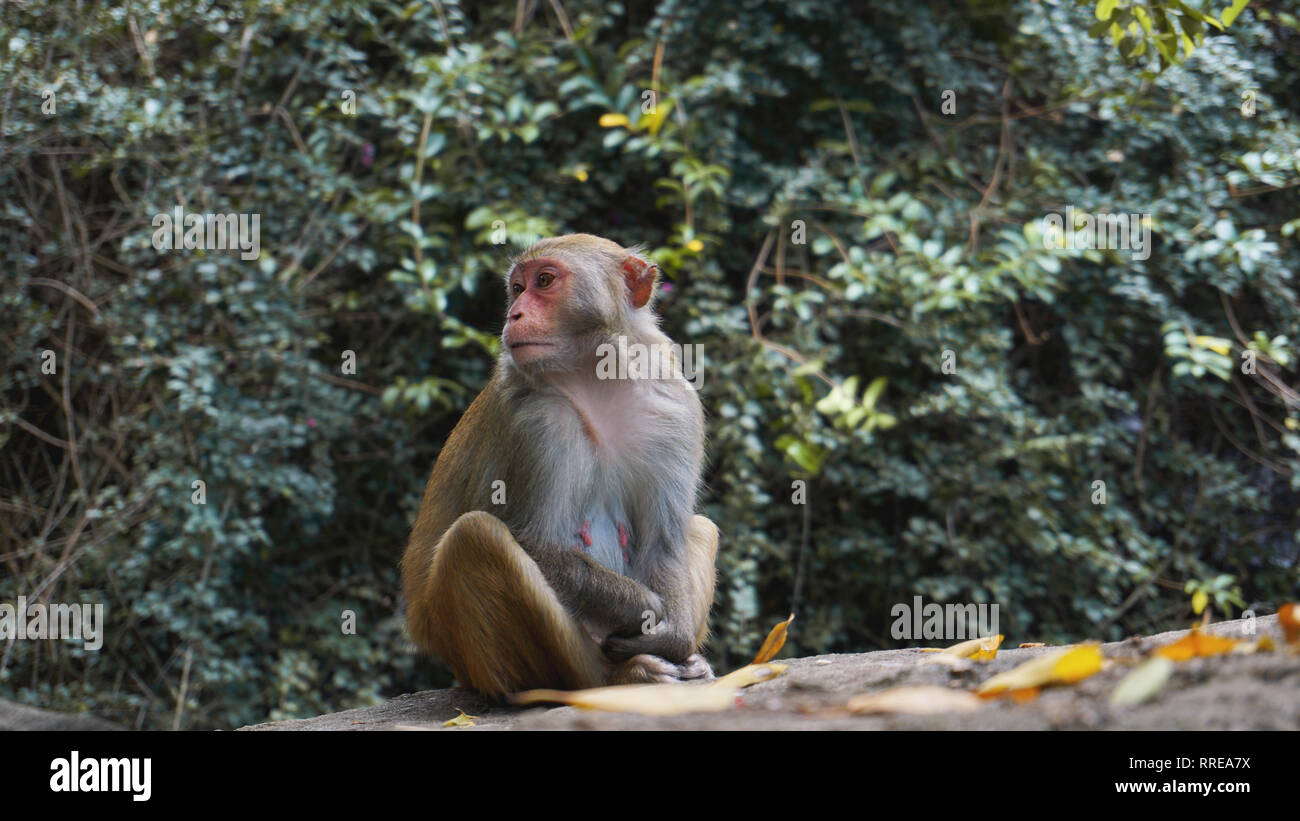 Monkey. Monkey macaque in the rain forest. Monkeys in the natural ...