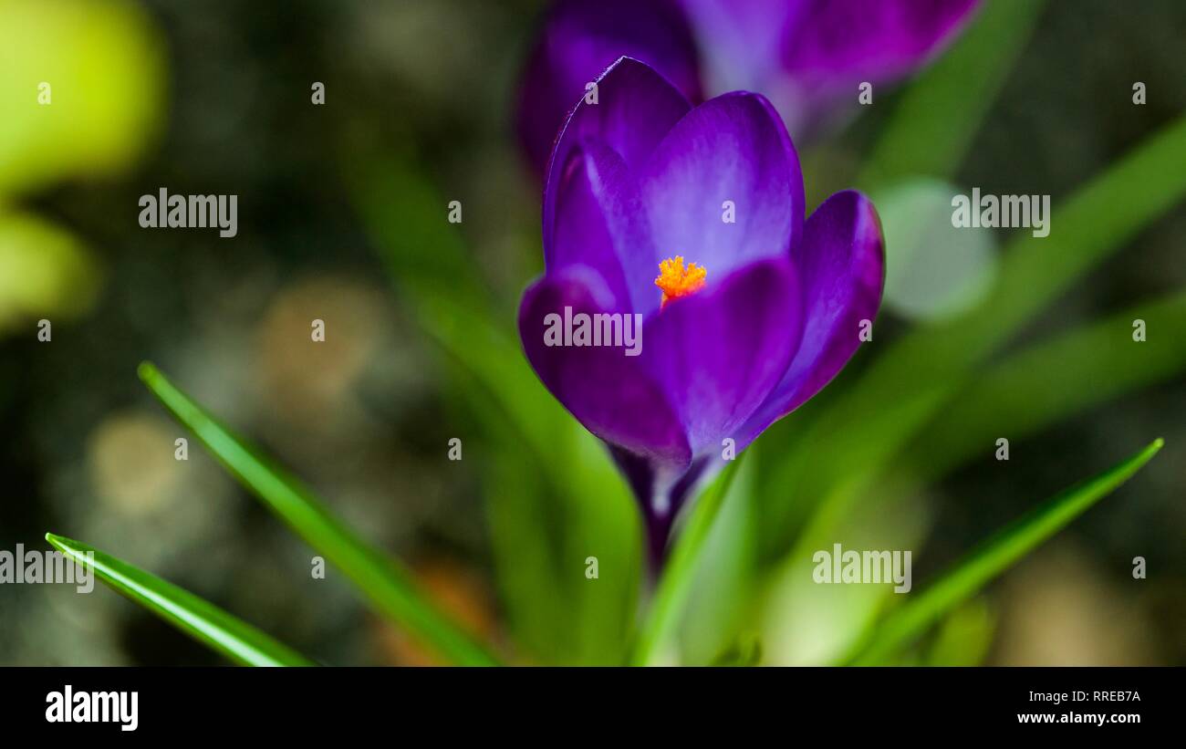 Giant crocuses hi-res stock photography and images - Alamy