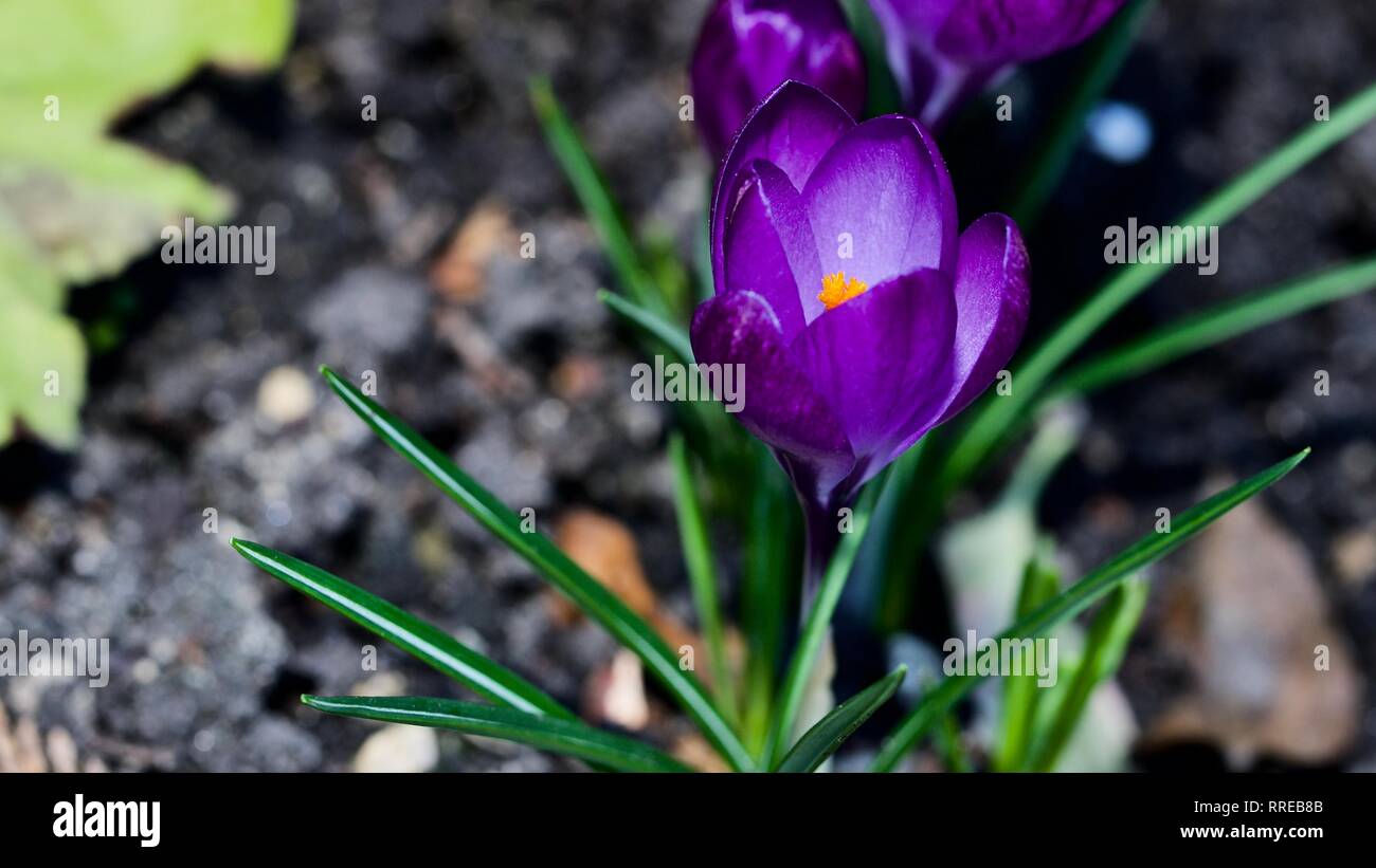 Crocus 'Ruby Giant' Stock Photo - Alamy