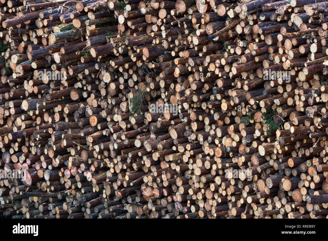 Full frame logs hi-res stock photography and images - Alamy