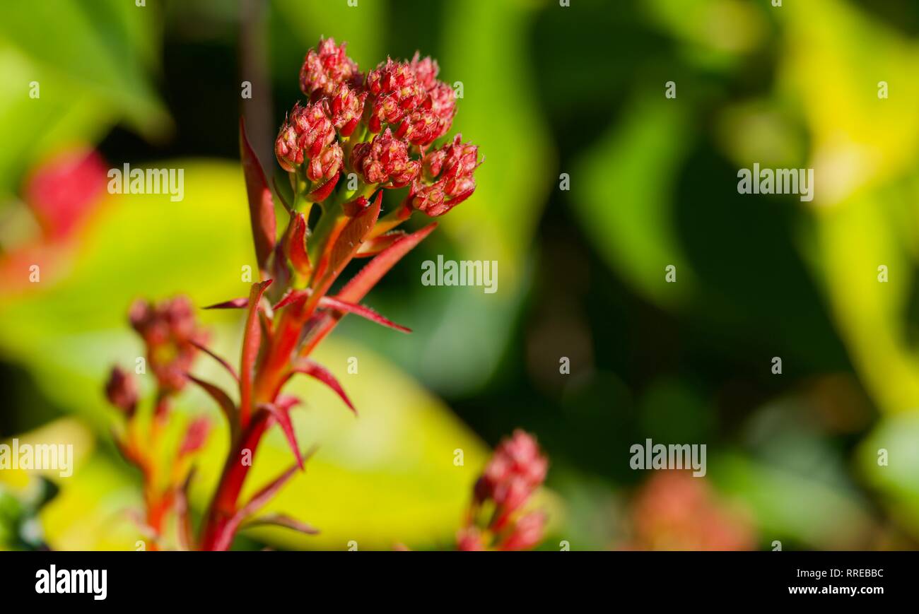 Photinia × fraseri 'Red Robin' Bright red new spring foliage Stock ...