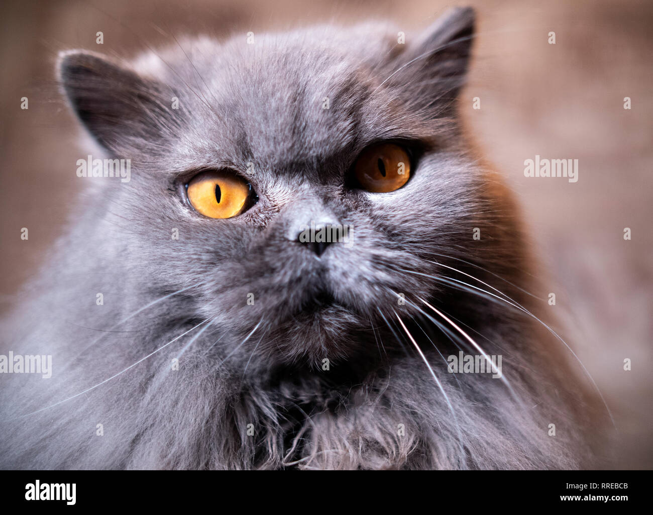 portrait of old british cat with attentive gaze Stock Photo - Alamy