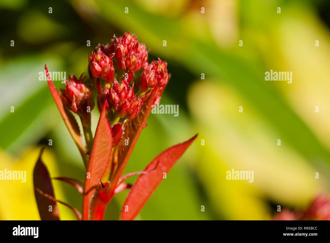 Photinia × fraseri 'Red Robin' Bright red new spring foliage Stock ...