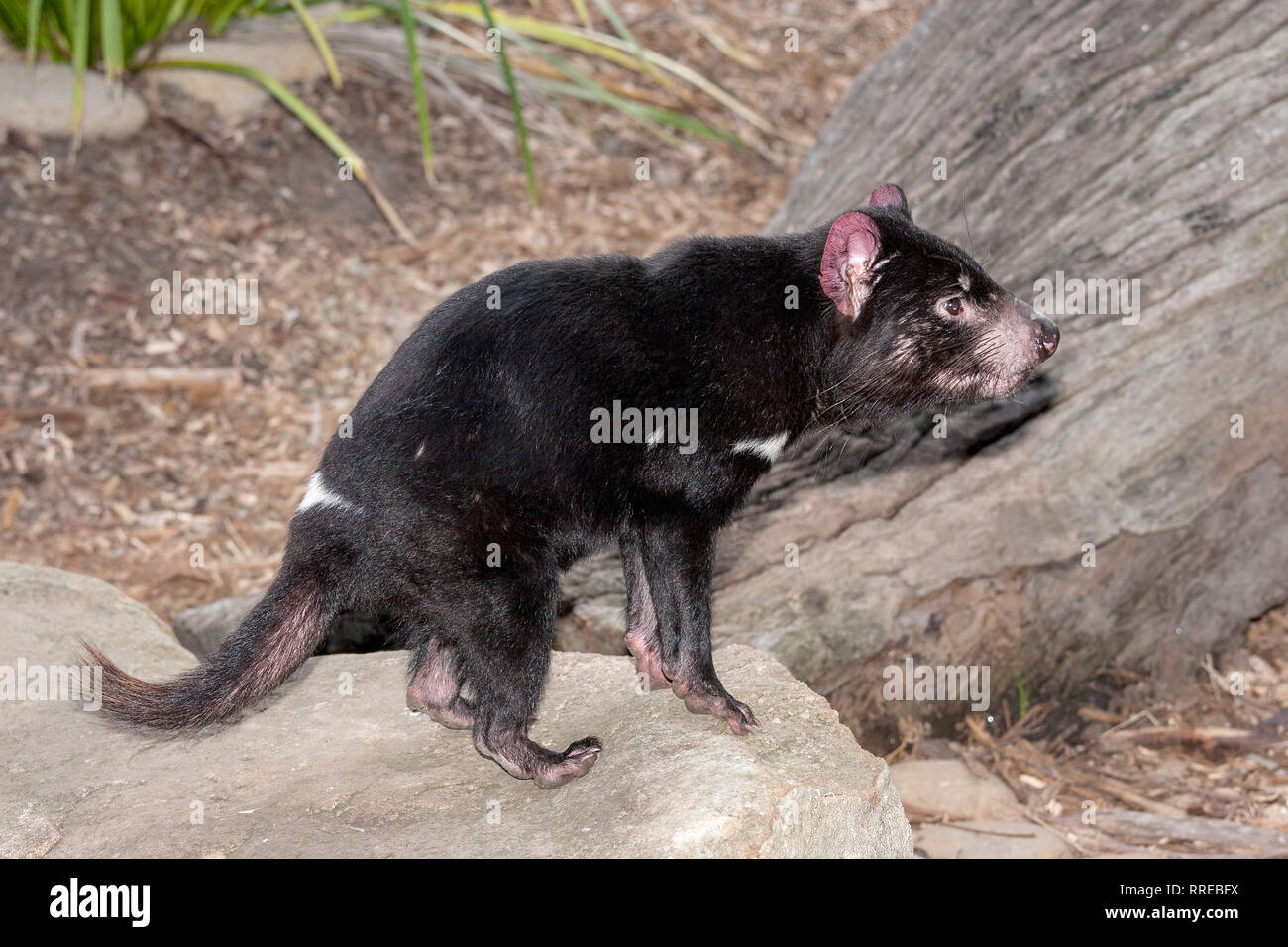 Devil tiger hi-res stock photography and images - Alamy