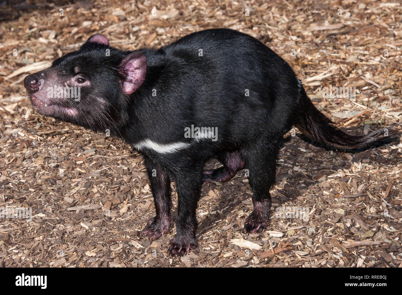 Devil tiger hi-res stock photography and images - Alamy