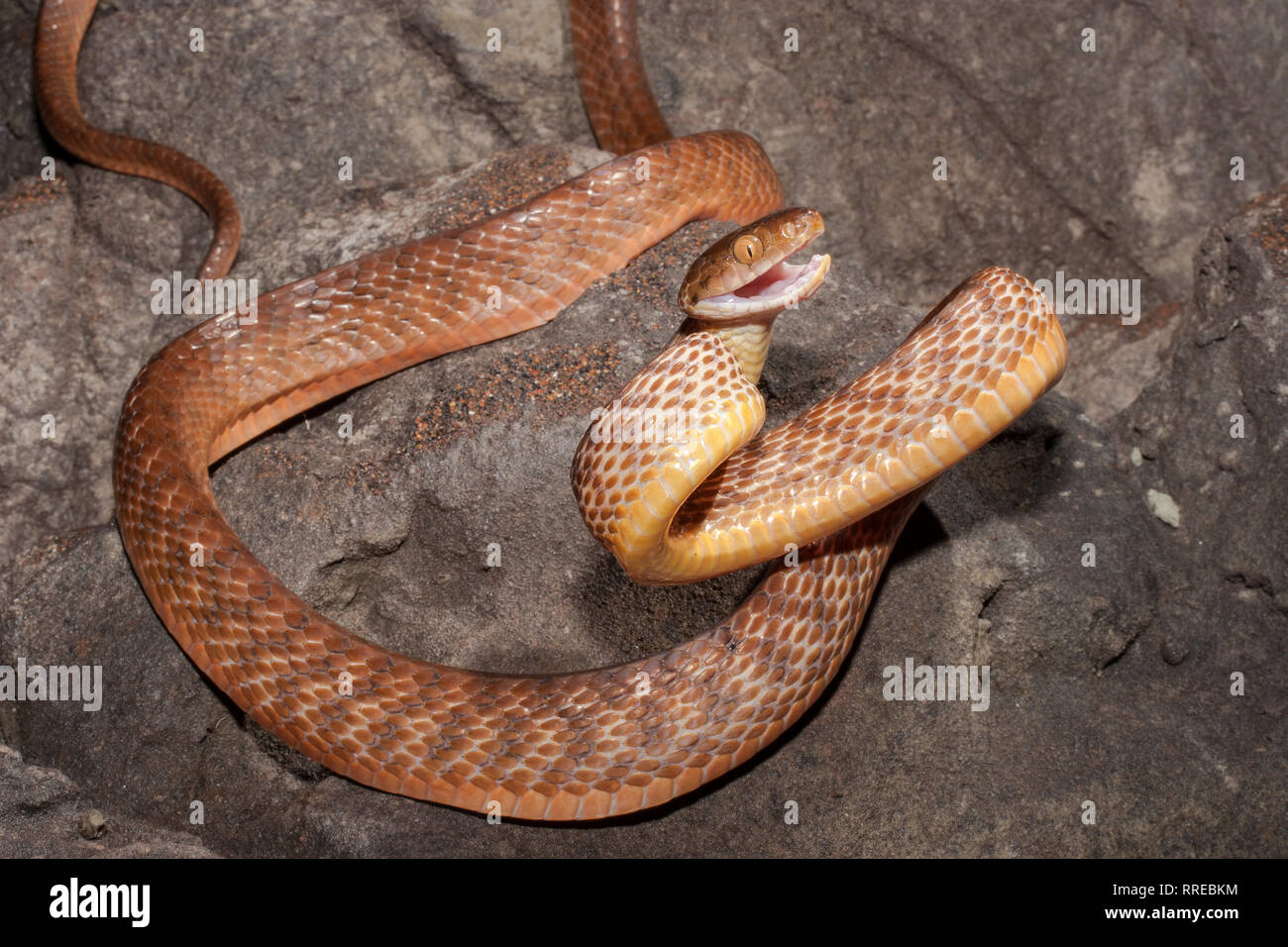 Night tiger snake hi-res stock photography and images - Alamy