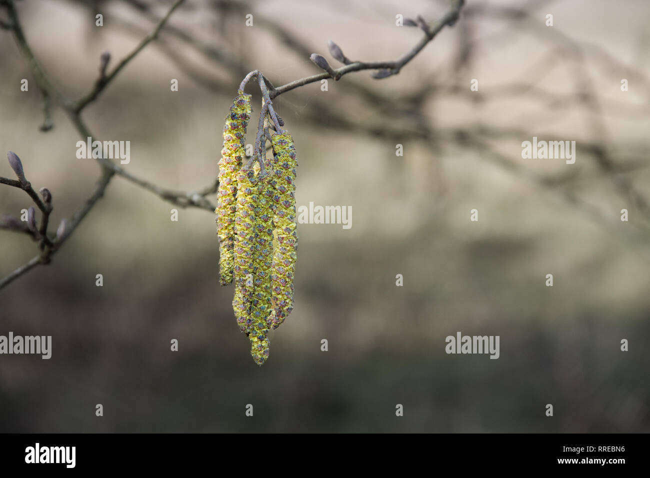 Flowering birch tree hi-res stock photography and images - Alamy