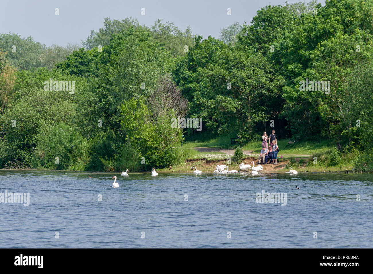 A view across the lake at the Harrold Odell Country Park, Bedfordshire ...