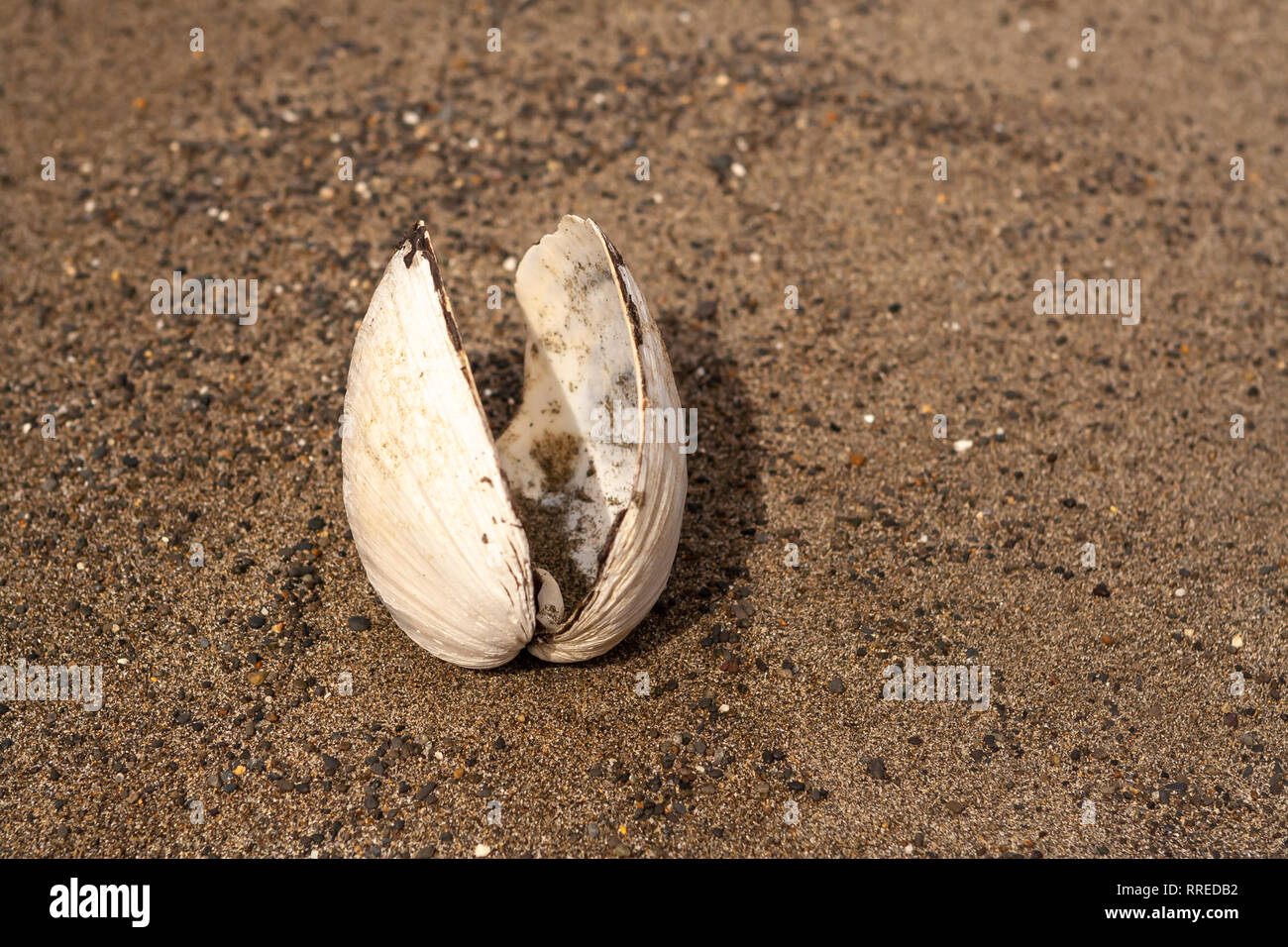 Lonely Clam Shell setting in sand at the beach Stock Photo - Alamy