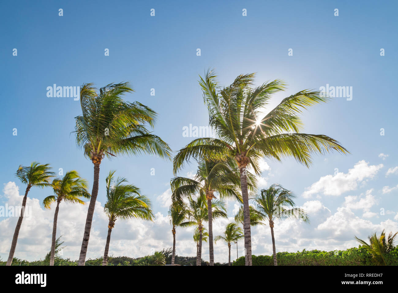 Mexican blue palm hi-res stock photography and images - Alamy