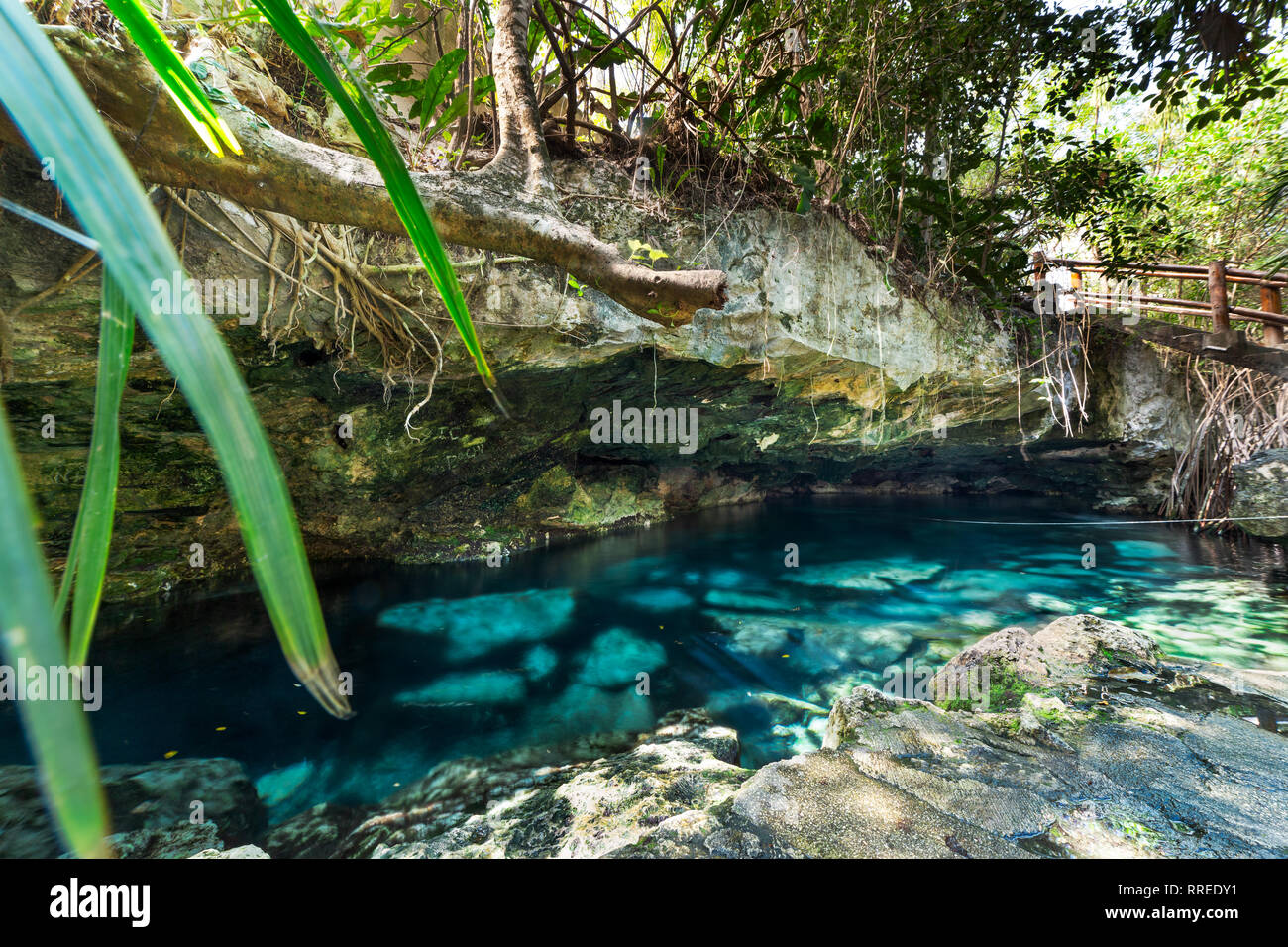 A natural swimming pool at the Cristalino cenote near Tulum, Mexico ...
