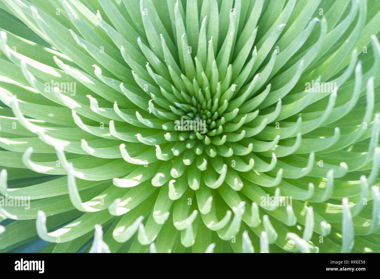 Top view of a Silversword plant on Summit of Haleakala Volcano Stock ...