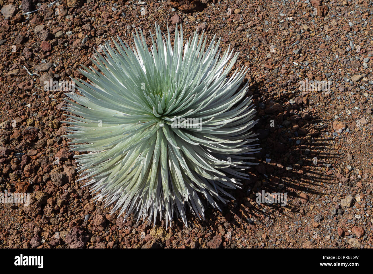 Silversword plant hi-res stock photography and images - Alamy