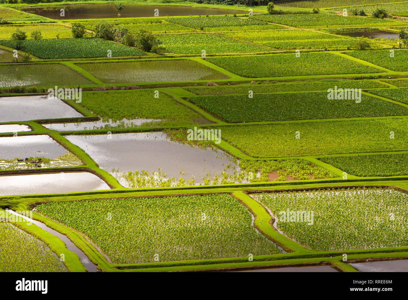 Taro ponds hi-res stock photography and images - Alamy