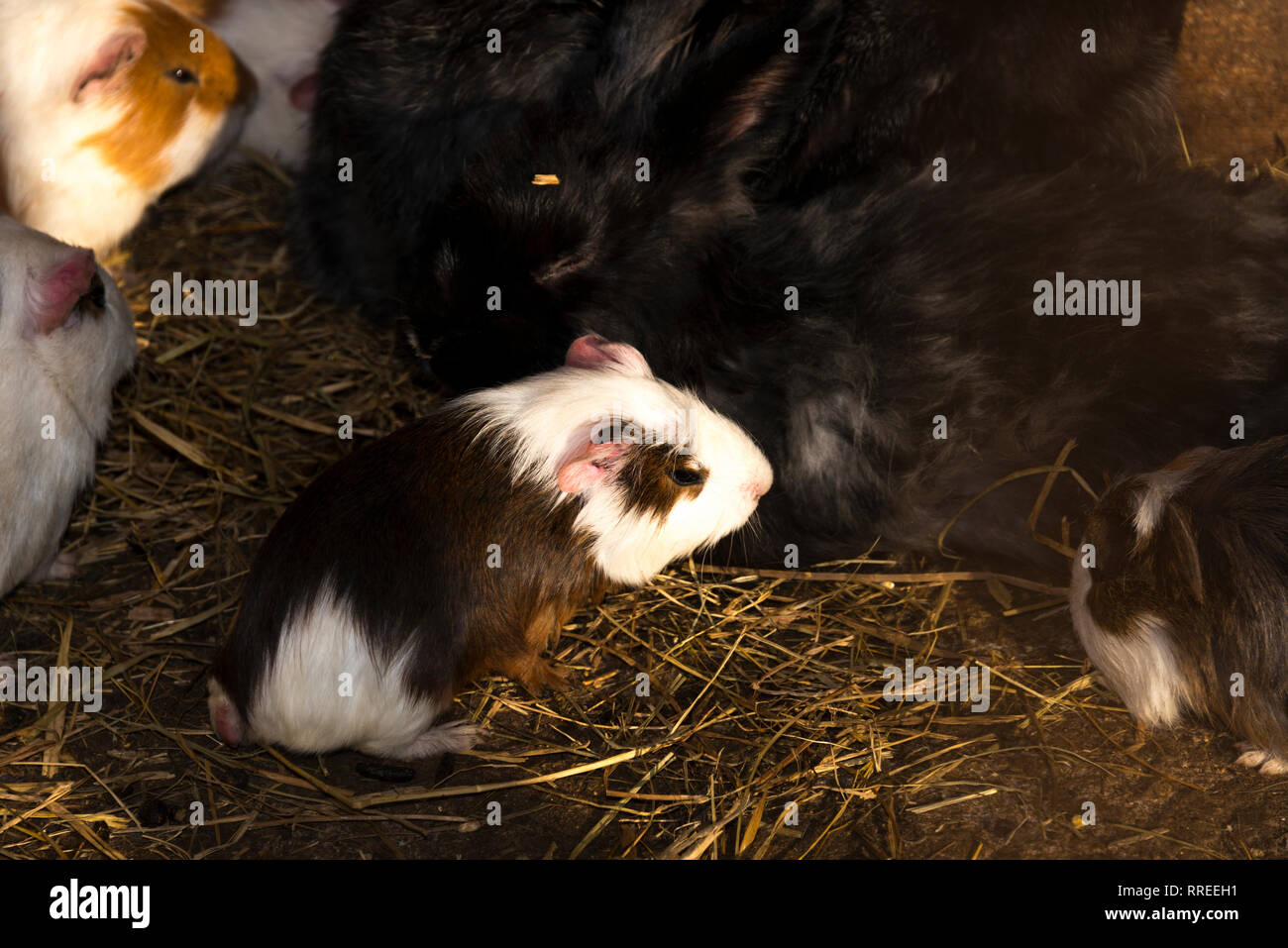 Guinea pigs and Rabbits Stock Photo - Alamy