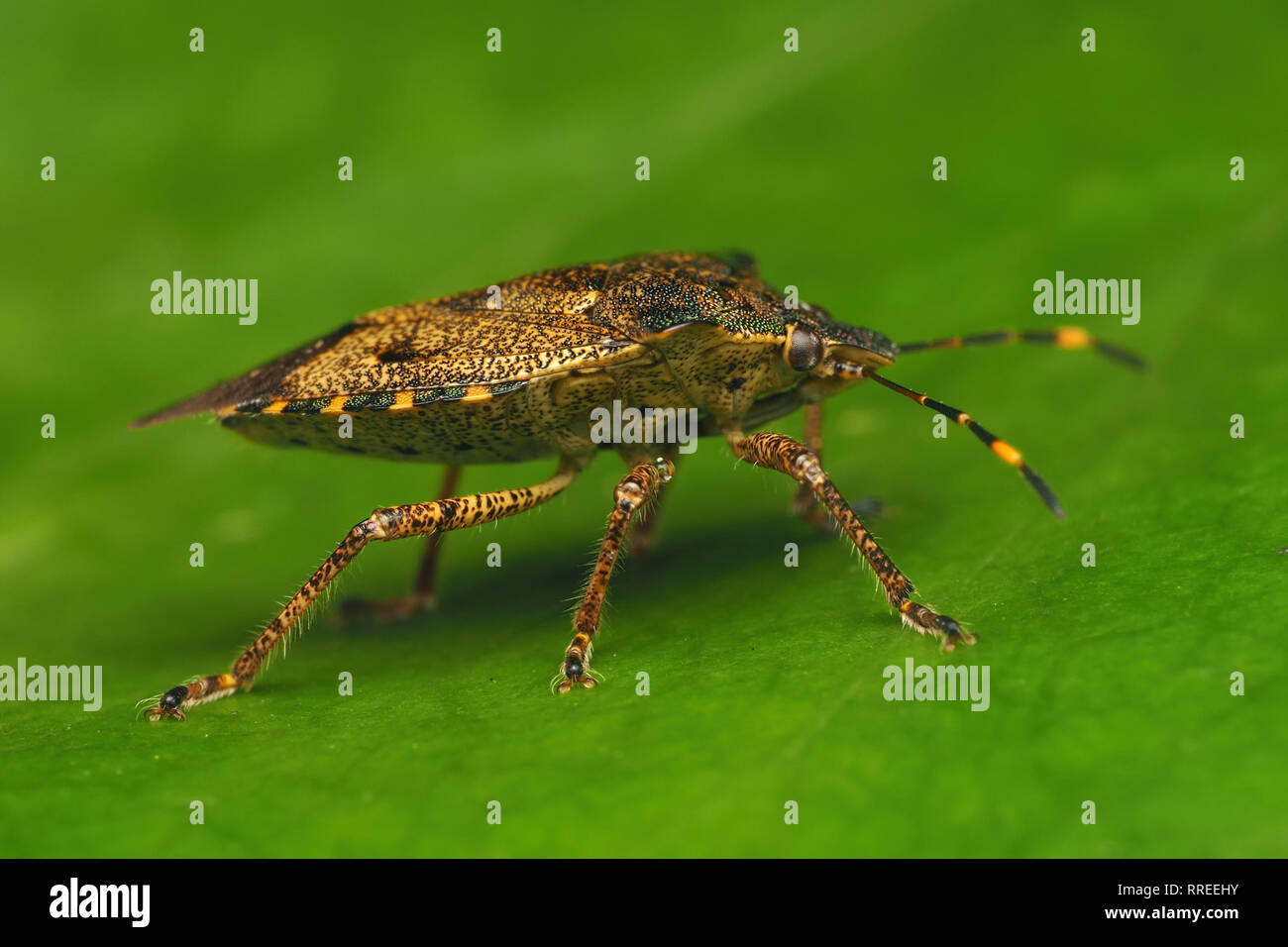 Side view of bronze shieldbug hi-res stock photography and images - Alamy
