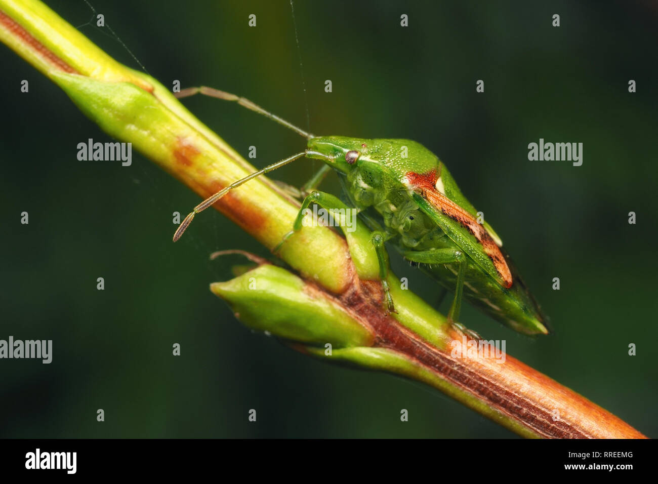 Cypress tree in winter hi-res stock photography and images - Alamy