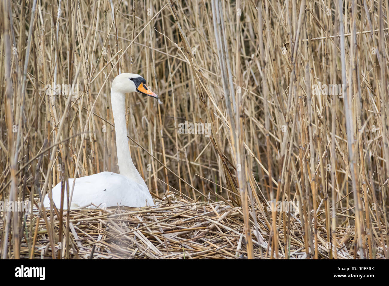 Swan lies in a nest surrounded by a cane Stock Photo - Alamy