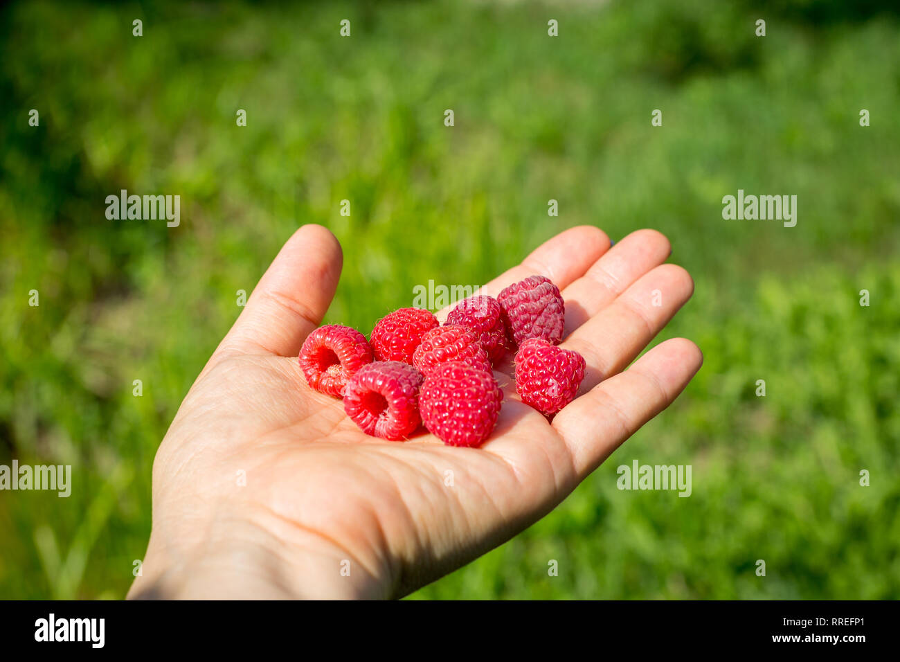 Ripe red raspberries in hand on the blurred green garden background ...