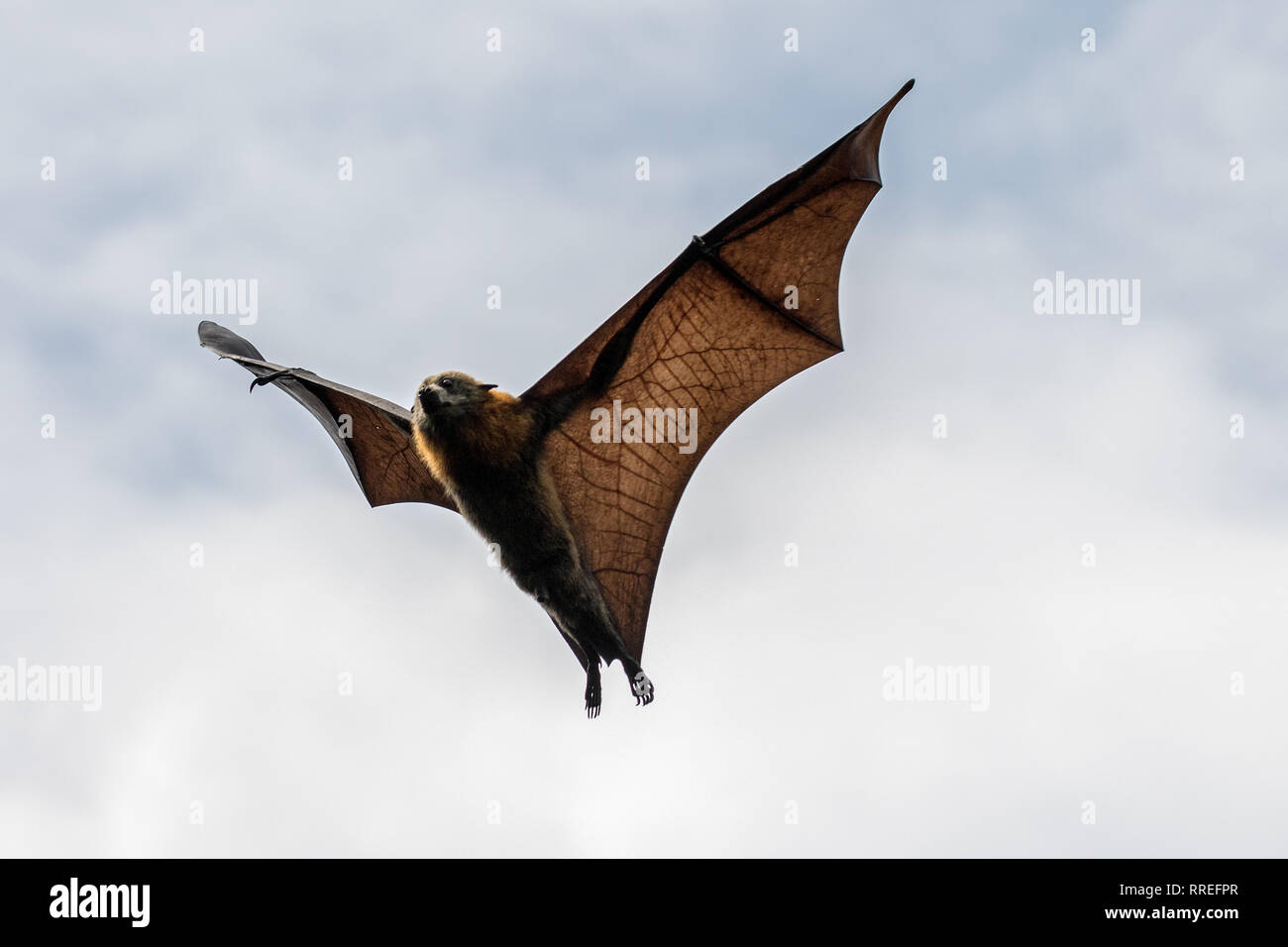 Grey-headed Flying Fox Stock Photo - Alamy