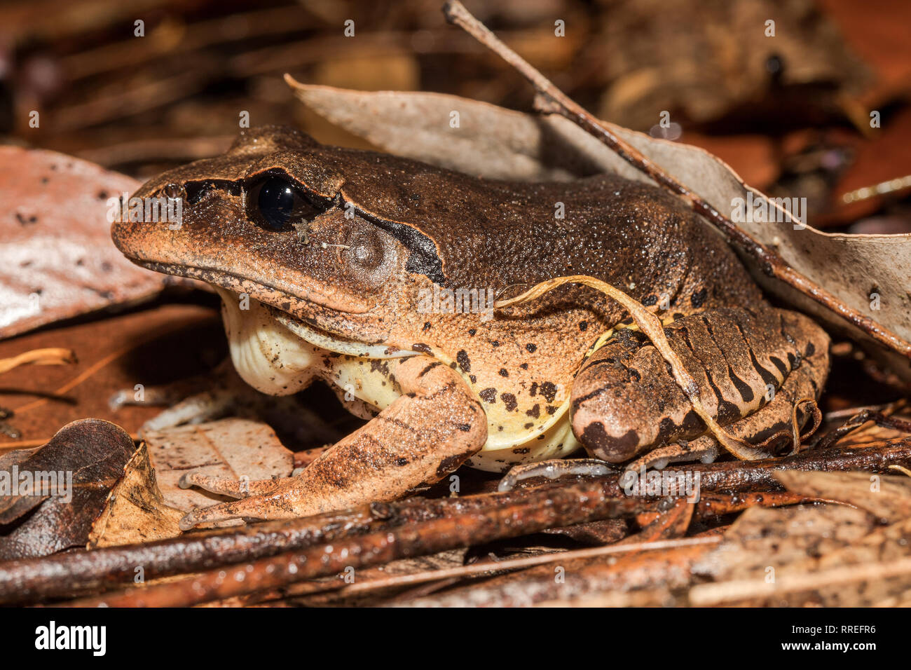 Great Barred Frog Stock Photo - Alamy