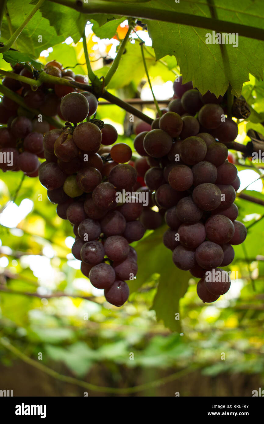 Detail of a Vineyard of Rose Grapes Stock Photo - Alamy