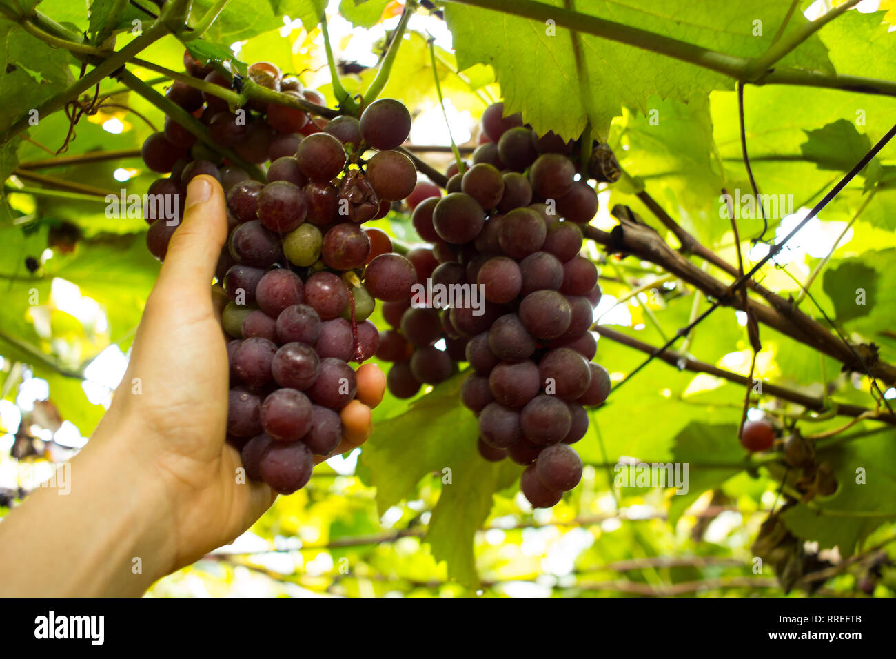 Grape Harvest - Man Hand collecting rose grapes in a Vineyard Stock ...