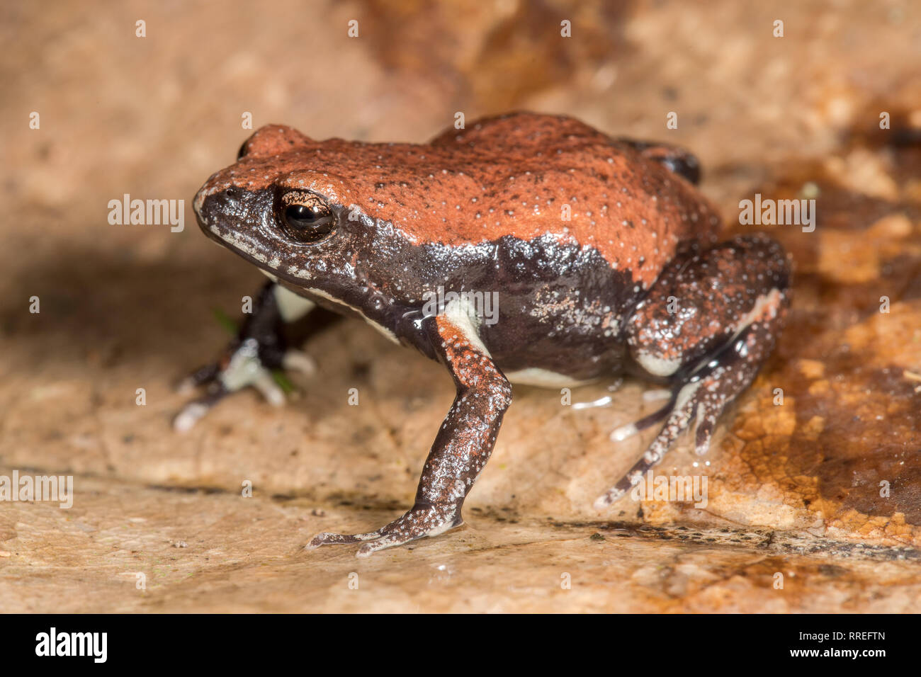Toadlet High Resolution Stock Photography and Images - Alamy