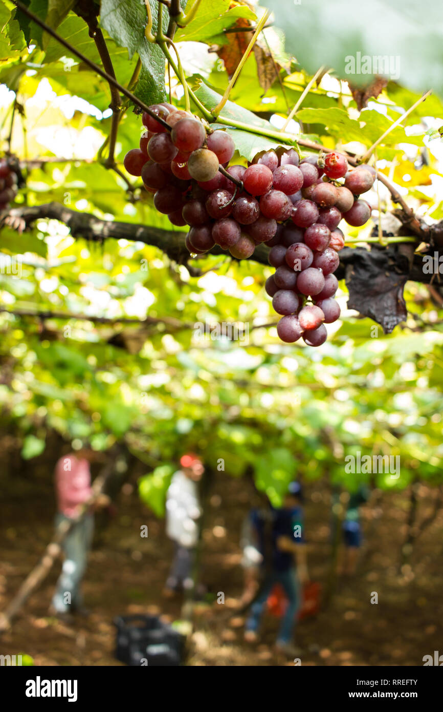 Vineyard of Rose Grapes - Farmers harvesting Rose Grapes Stock Photo ...