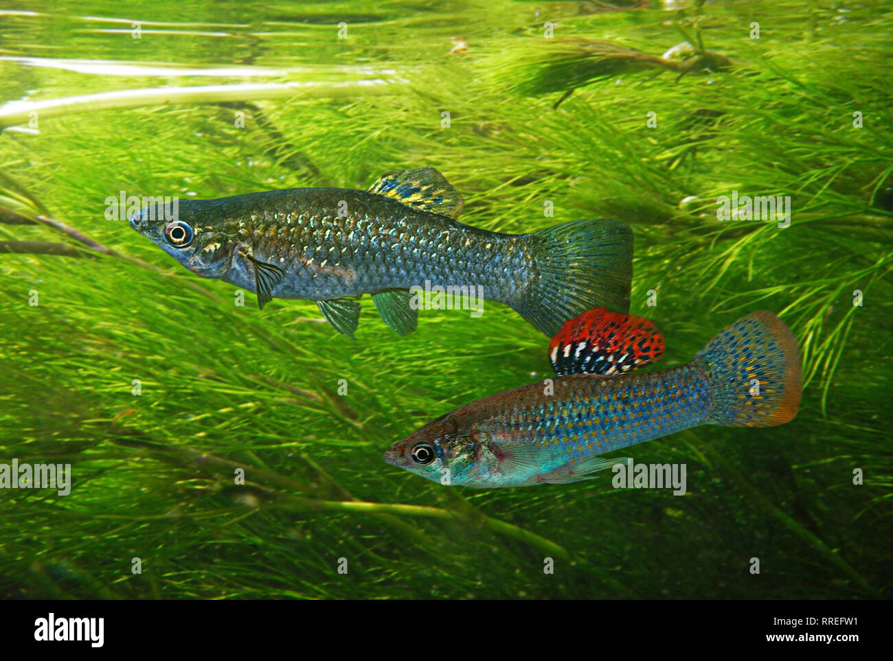 Poecilia Molly High Resolution Stock Photography and Images - Alamy