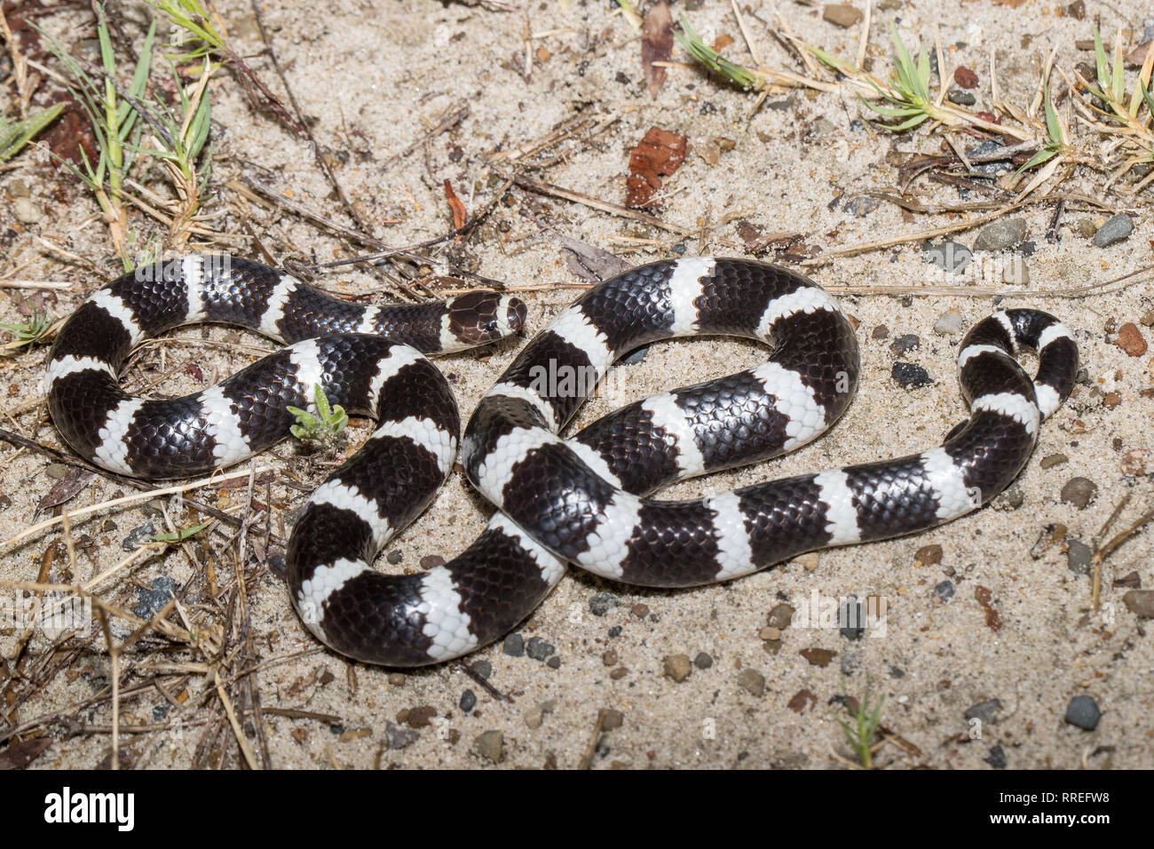 Bandy bandy snake hi-res stock photography and images - Alamy