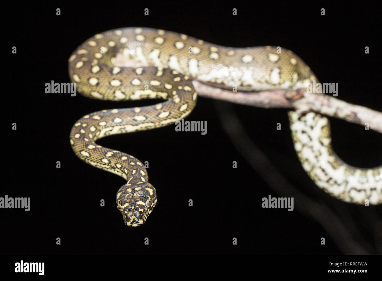Diamond Python High Resolution Stock Photography and Images - Alamy