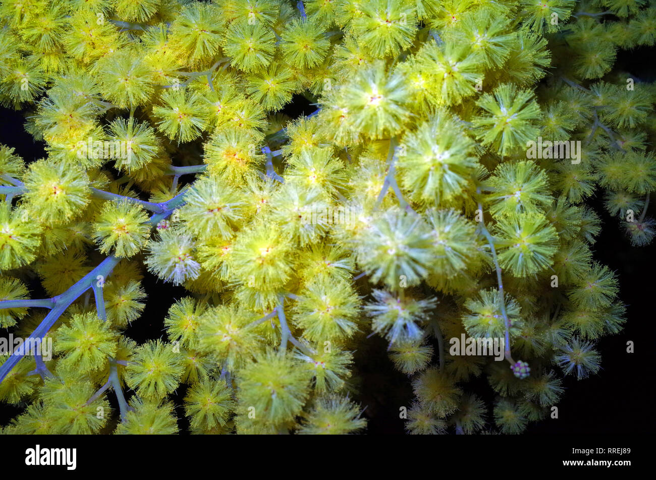 Mimosa portrait hi-res stock photography and images - Alamy