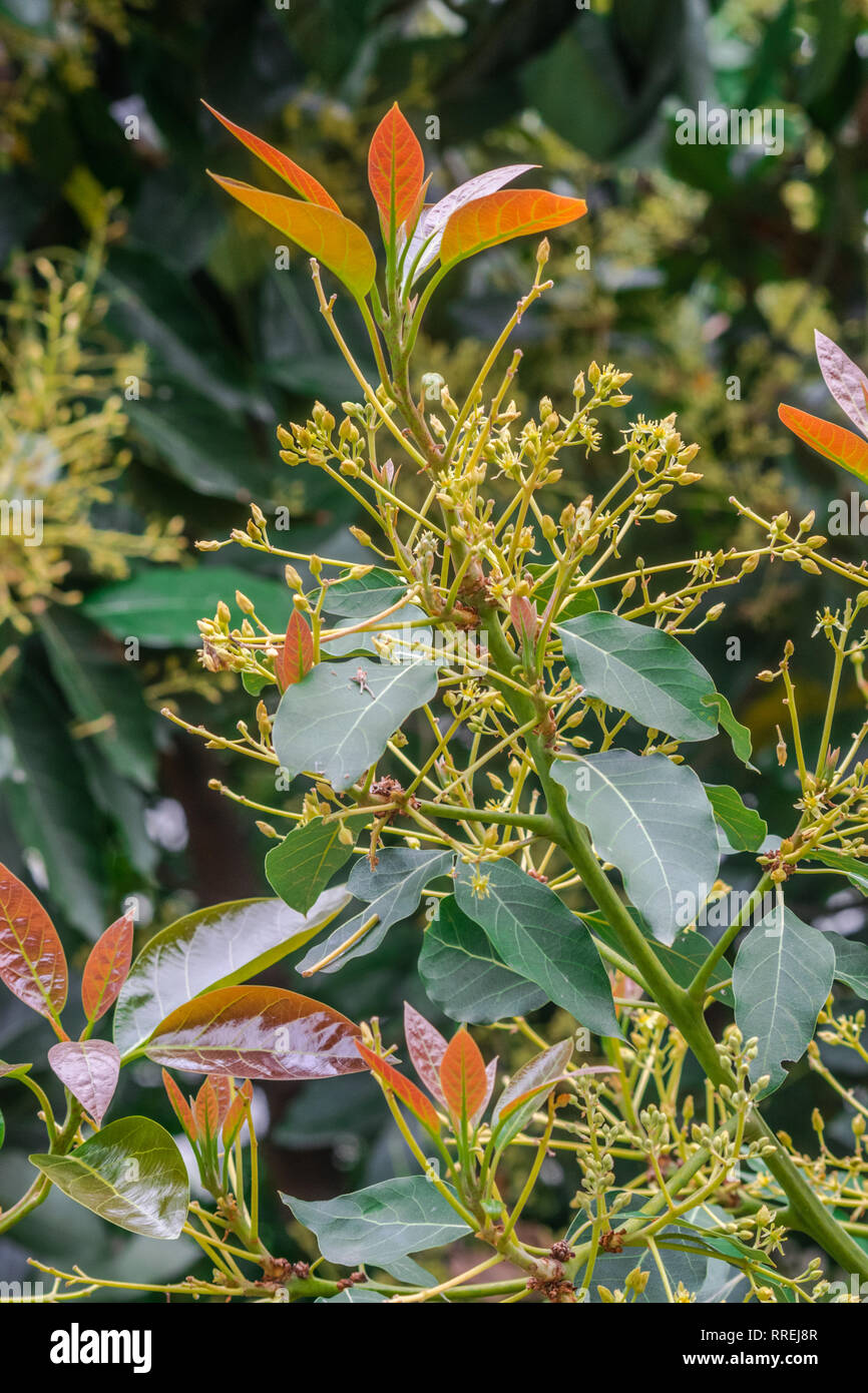 Avocado tree blooming (Persea americana Stock Photo - Alamy