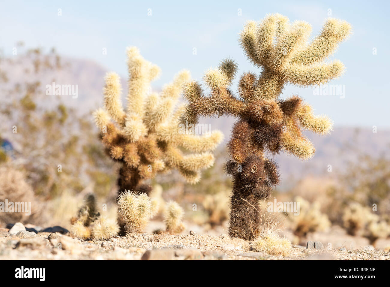 small Joshua Trees in the Joshua Tree National Park, California, USA ...