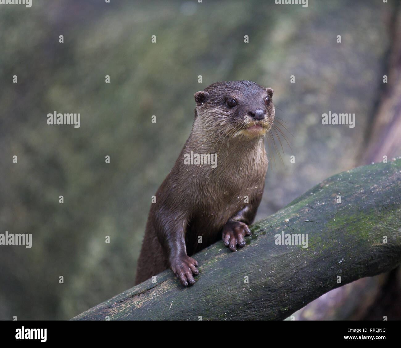 Oriental small-clawed otter, Amblonyx cinereus, also known as the Asian ...