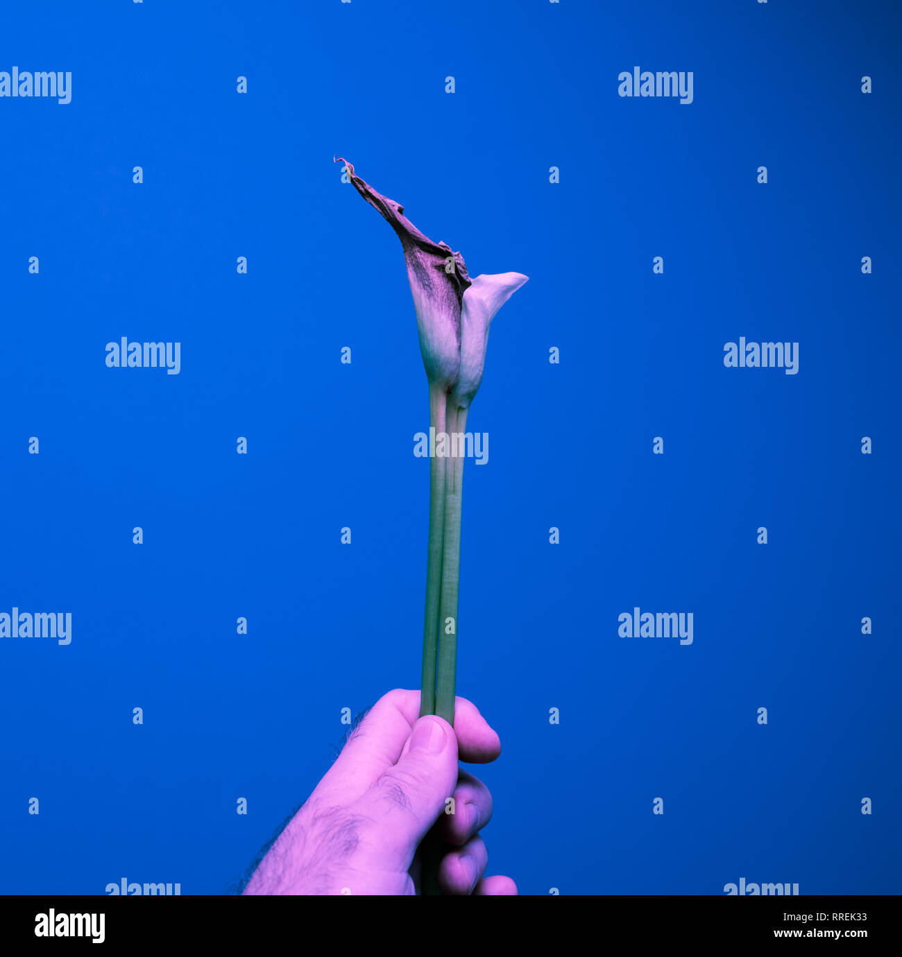 Man hand holding two dead calla flower against colorful background ...