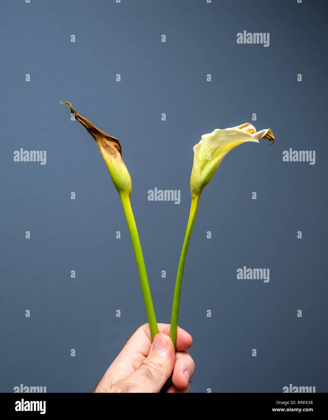 Man hand holding two dead calla flower against colorful background ...